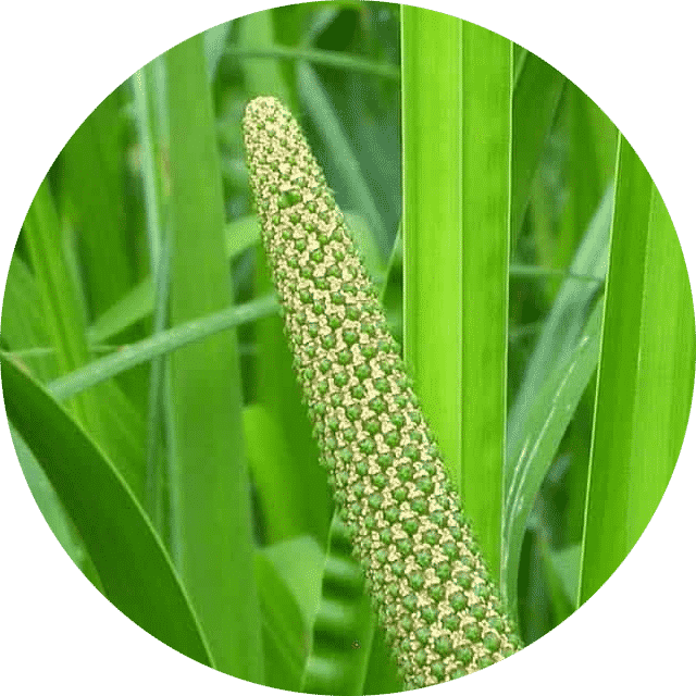 Vasambu Powder - MicroBasket